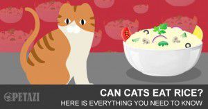 Can Cats Eat Rice? Here is everything you need to know - Petazi