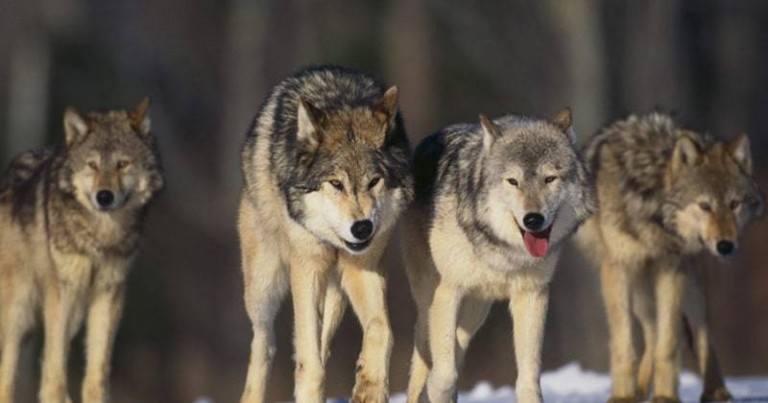 14 Wolves Released In Renowned Park With Remarkable Results - Petazi